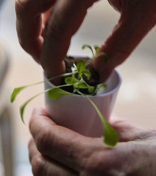 Replacement Net Pots - Set of 12 | Foody Vertical Gardens